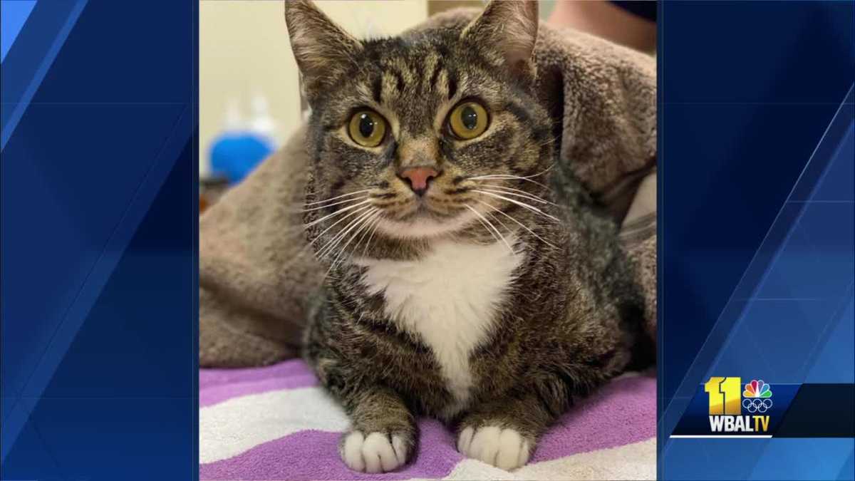 Stanley at MDSPCA needs a home