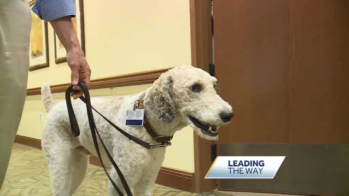 Therapy poodle comforts hospice patients at St. Luke's Hospital