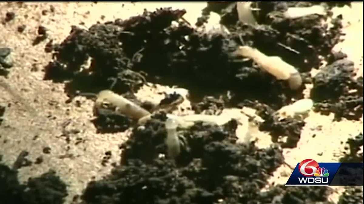 Get ready: Termite swarms are coming