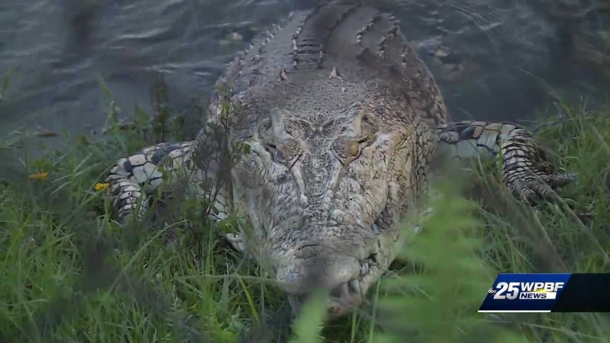 Gator sightings are on the rise across the state