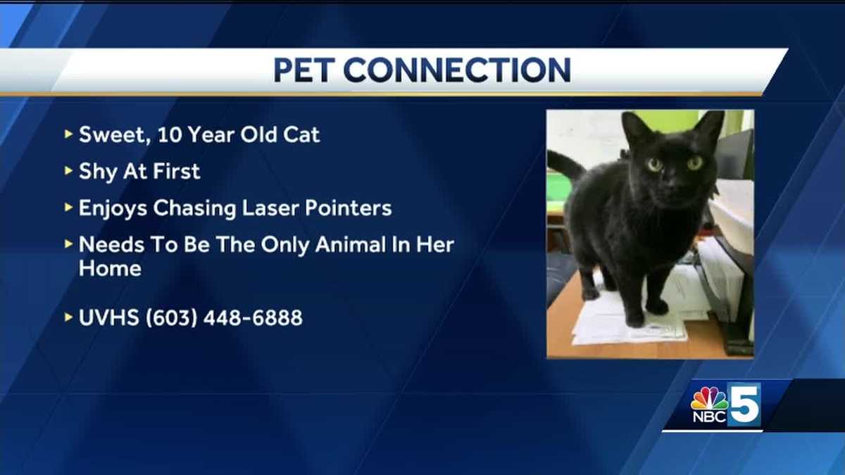 Pet Connection: 11-29