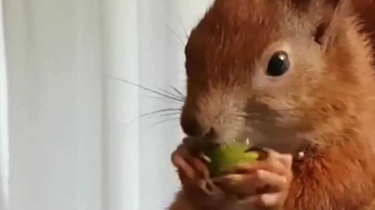 TinTin is a Very Special Squirrel