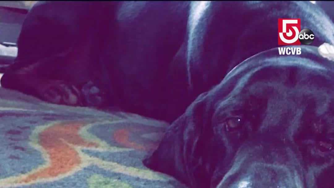Reward grows in death of family's beloved dog