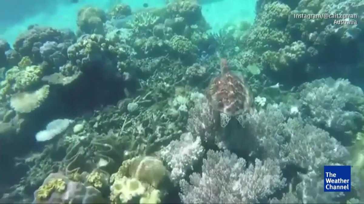 Australian tropical storm damages Great Barrier Reef, rips coral from ...
