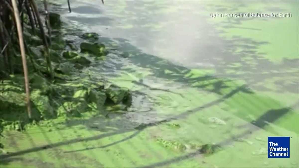 Algae in Brevard County, Florida