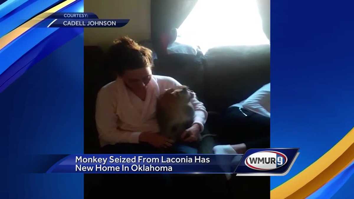 Monkey seized from Laconia has new home in Oklahoma