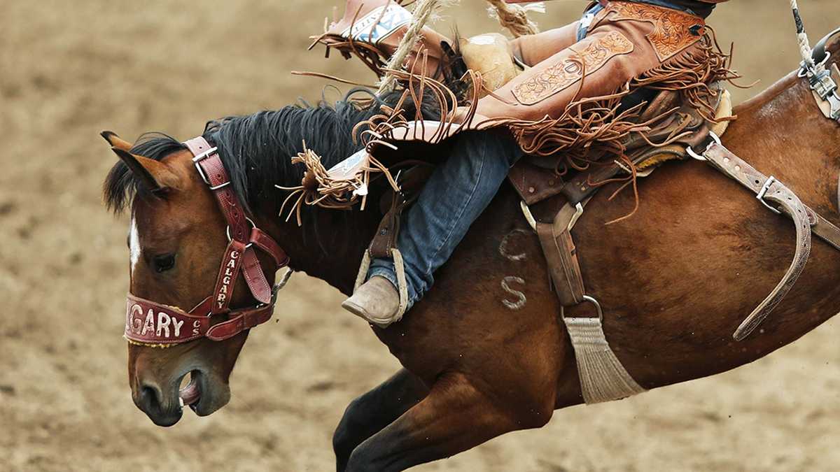 Concerns over rodeo animals and electric prods