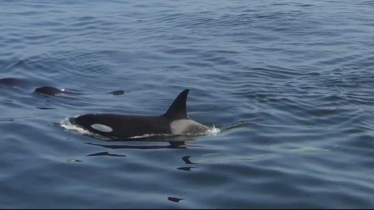 Huge pod of orca whales hanging out near California bay