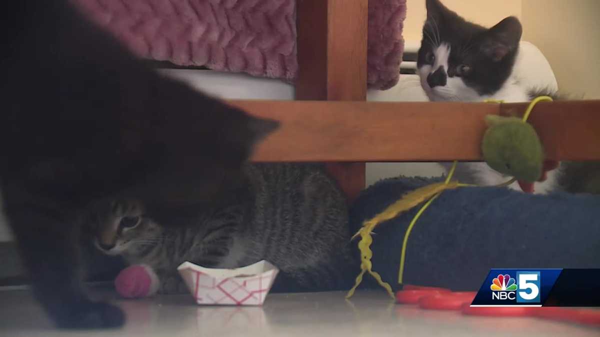 Central Vermont Humane Society seeks help for animals displaced by flooding