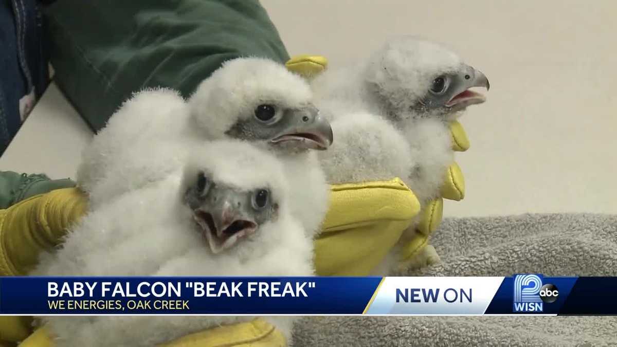 Meet the Peregrine falcons named after Bucks legends