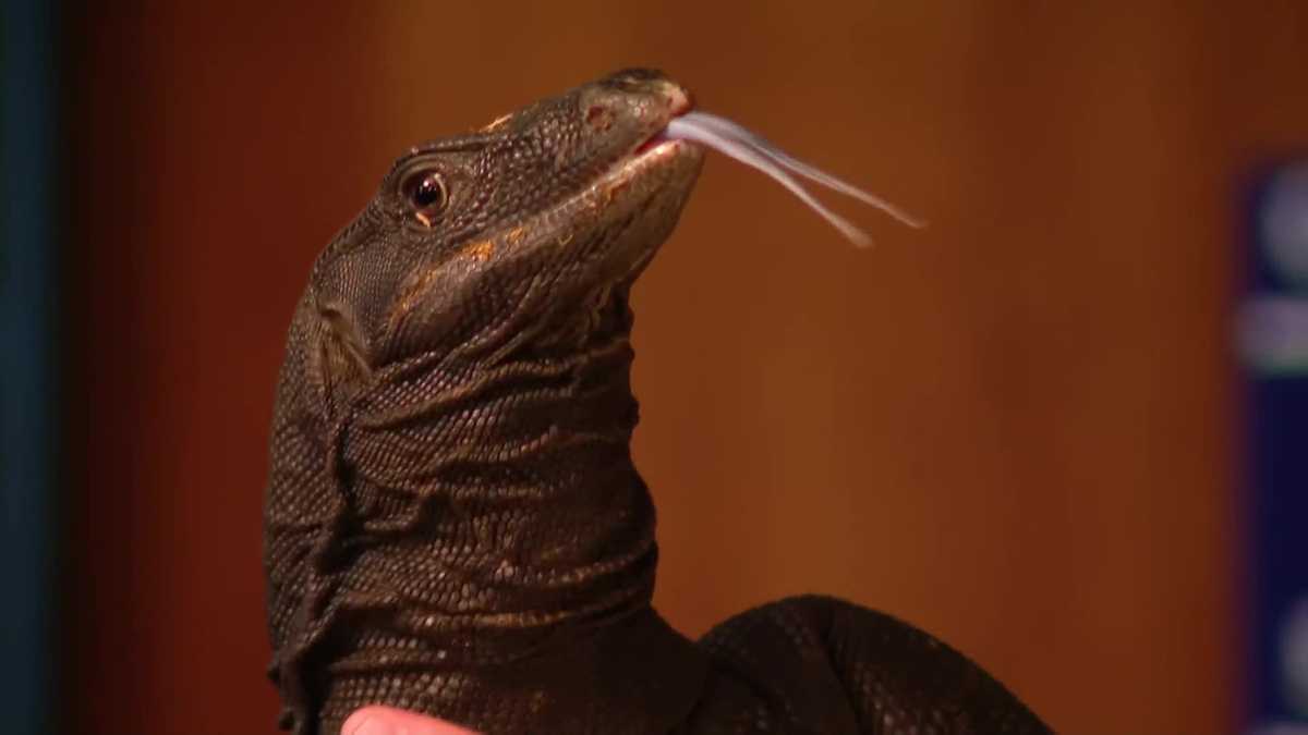 Goose the lizard found after two weeks, rehomed at reptile sanctuary