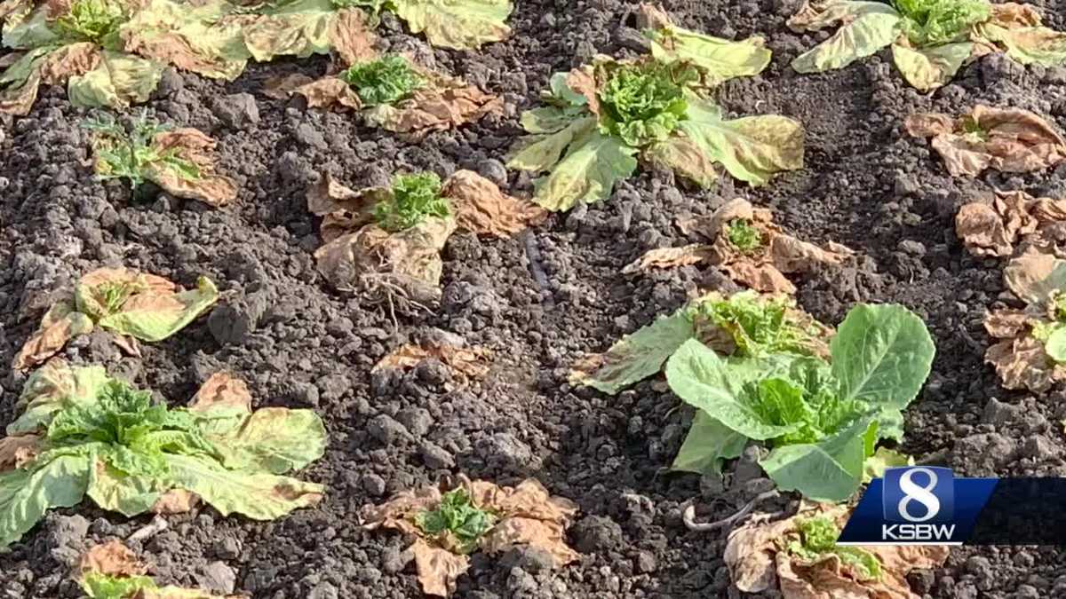 Pathogens destroying California lettuce leading to higher prices