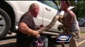Massive boa constrictor slithers into woman's SUV