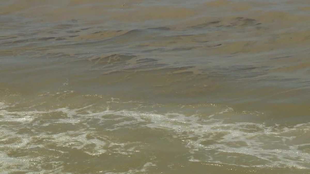 'Sea sawdust' making Florida ocean water look brown