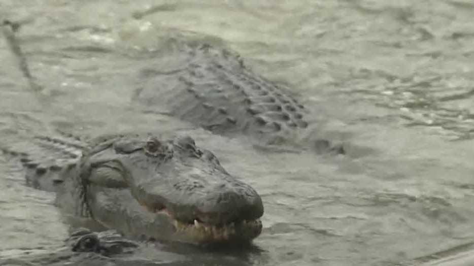 Florida man loses arm in Lake Monroe alligator attack