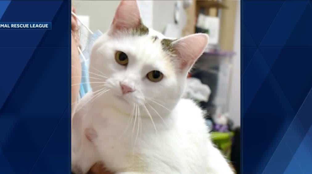 Cat who was stabbed several times finds forever home