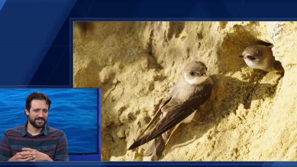 Local Filmmaker Brings Lake Michigan Wildlife to Planetarium Screen