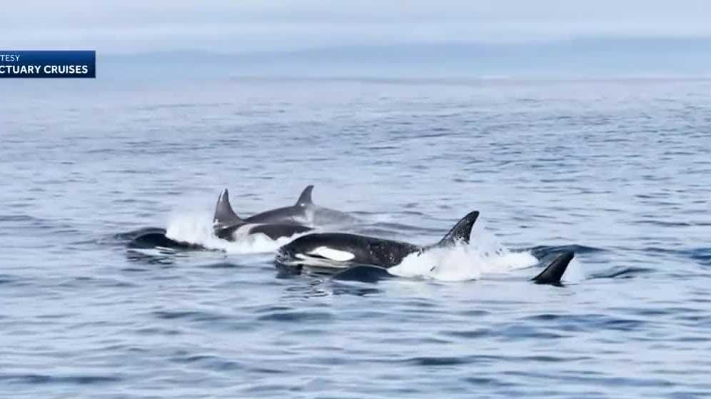 Watch: Rare pod of up to 80 'offshore' orcas spotted in Monterey Bay
