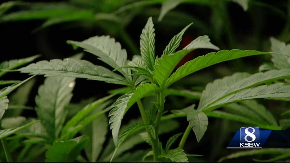 Some Monterey County marijuana businesses still struggling to launch