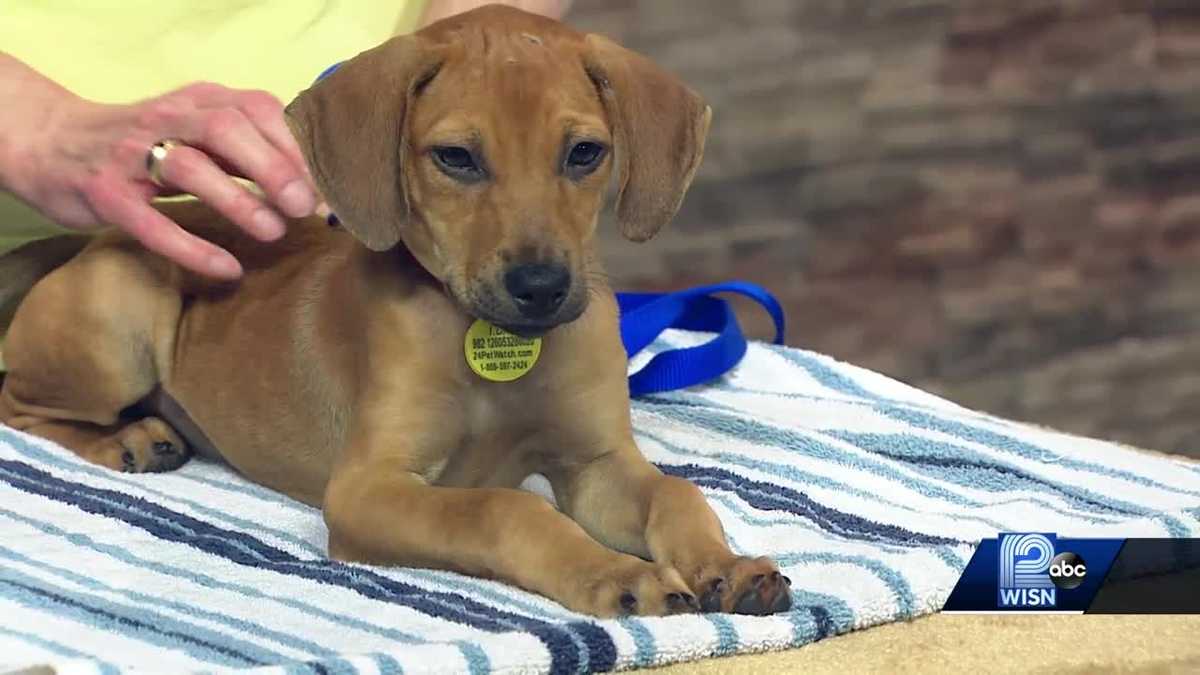 8/19 Pet of the Week: Betsy