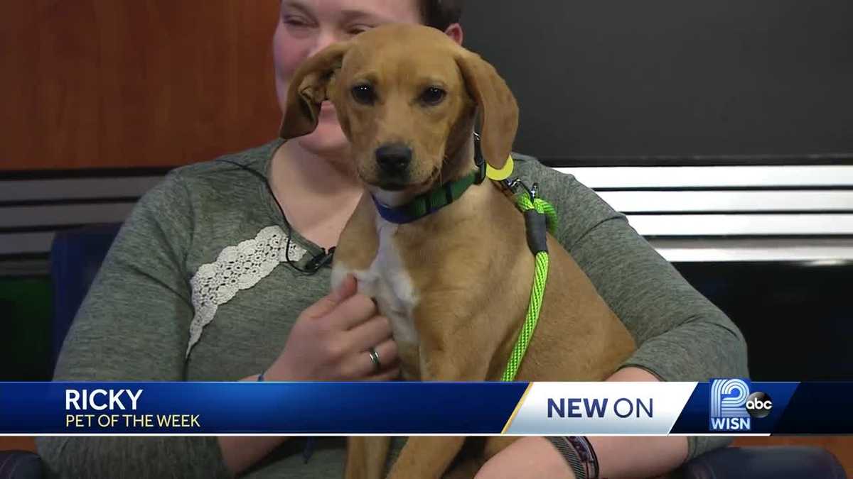 4/22 Pet of the Week: Ricky