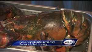 110-year-old lobster saved from restaurant