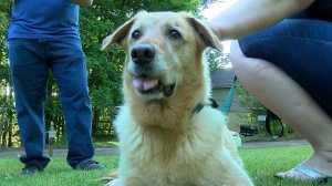 Lost dog returns home 4 years later