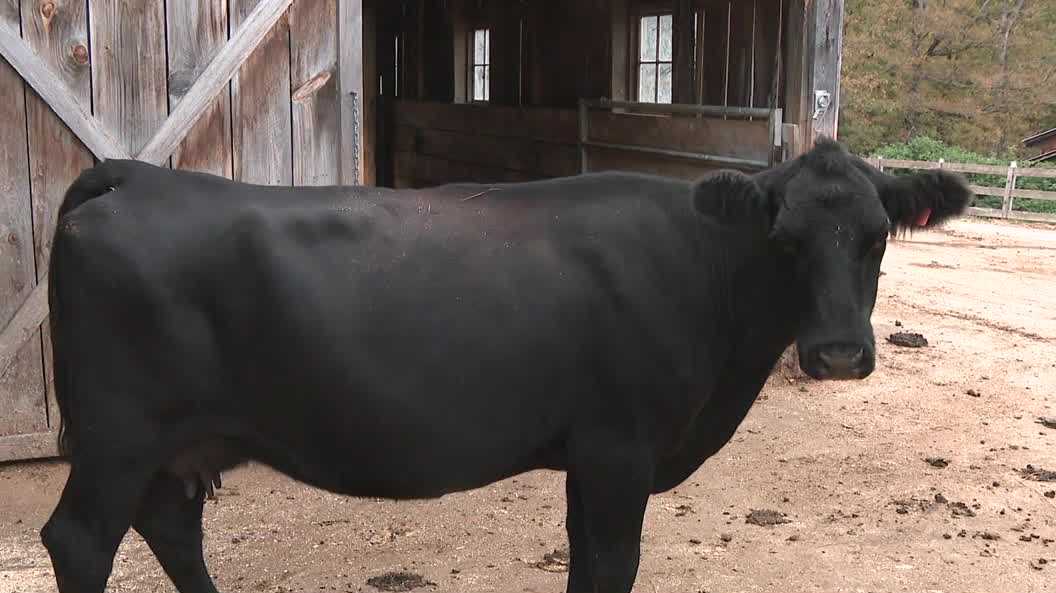 State lawmakers consider bill to challenge USDA control of local beef
