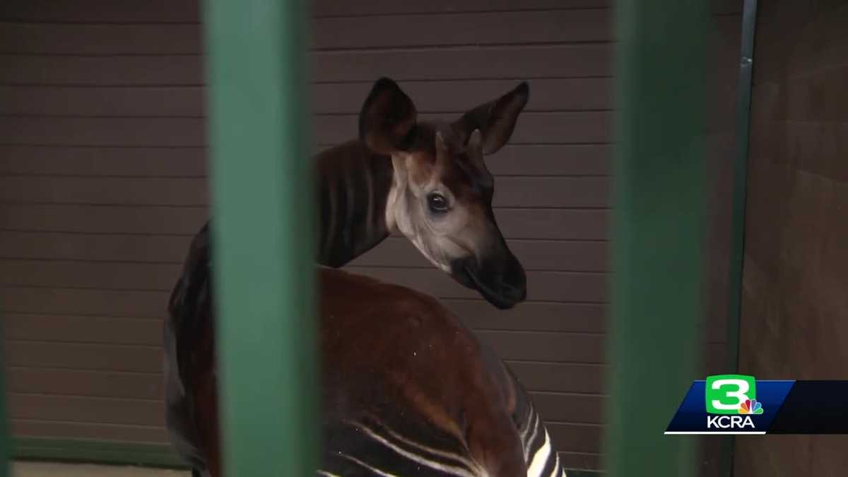 Okapi’s Have Arrived At The Sacramento Zoo