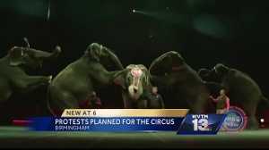 Animal rights group asking public to boycott circus in Birmingham