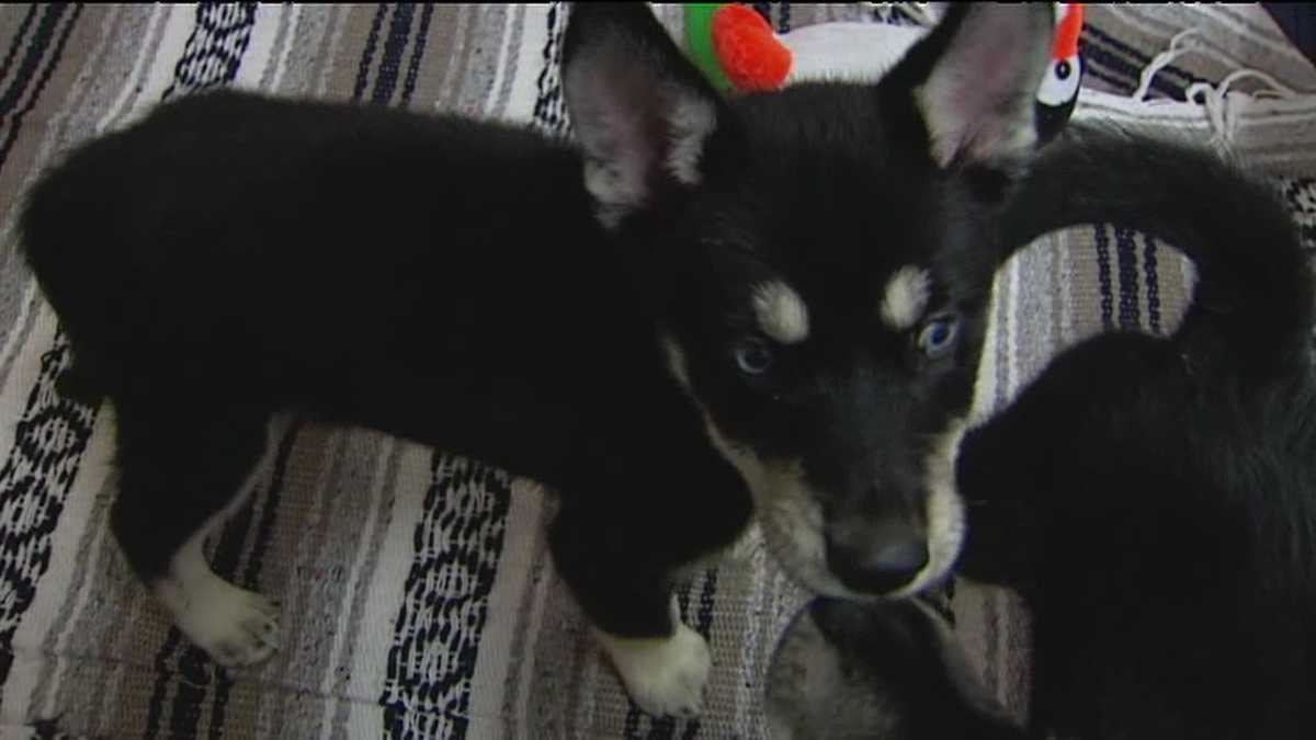 Pets displaced by Oklahoma tornado now available for adoption in Boca Raton