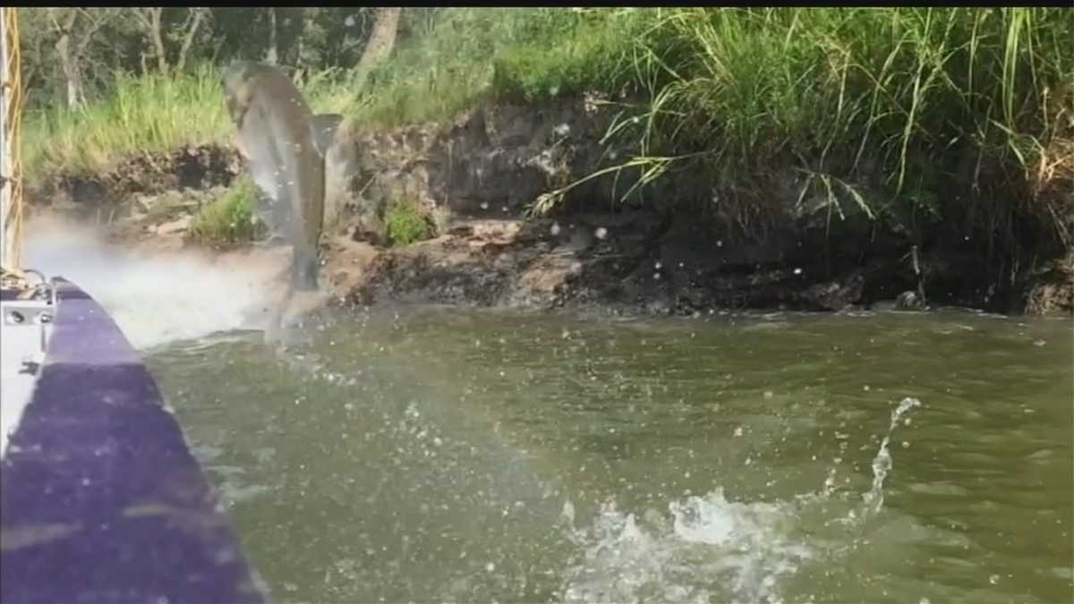 Invasive fish choking Nebraska waterways