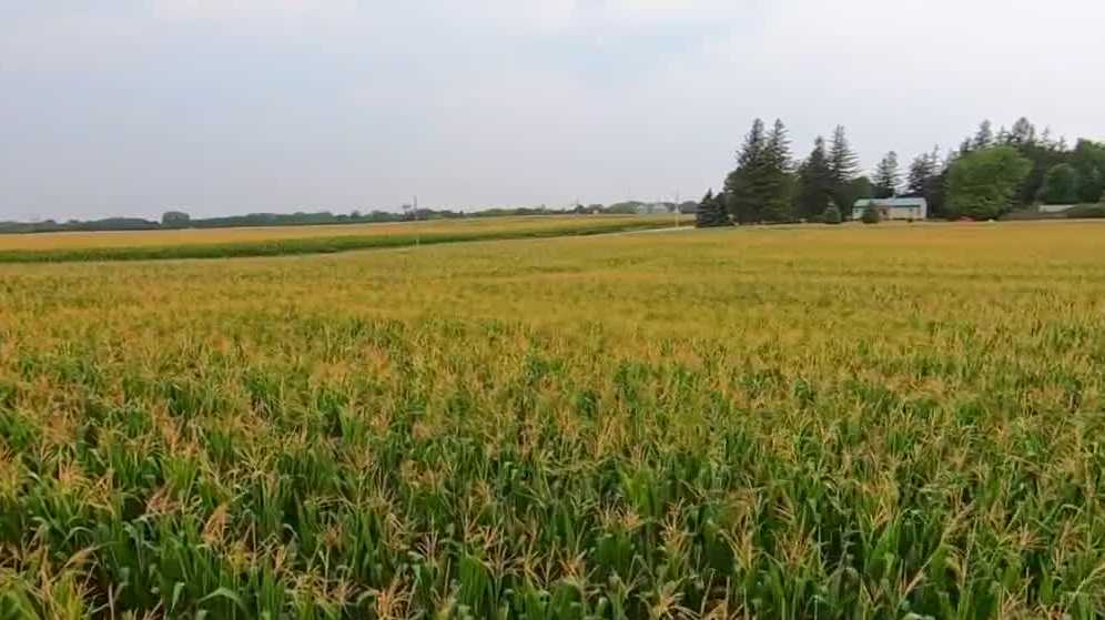Iowa Reports record corn harvest from last year