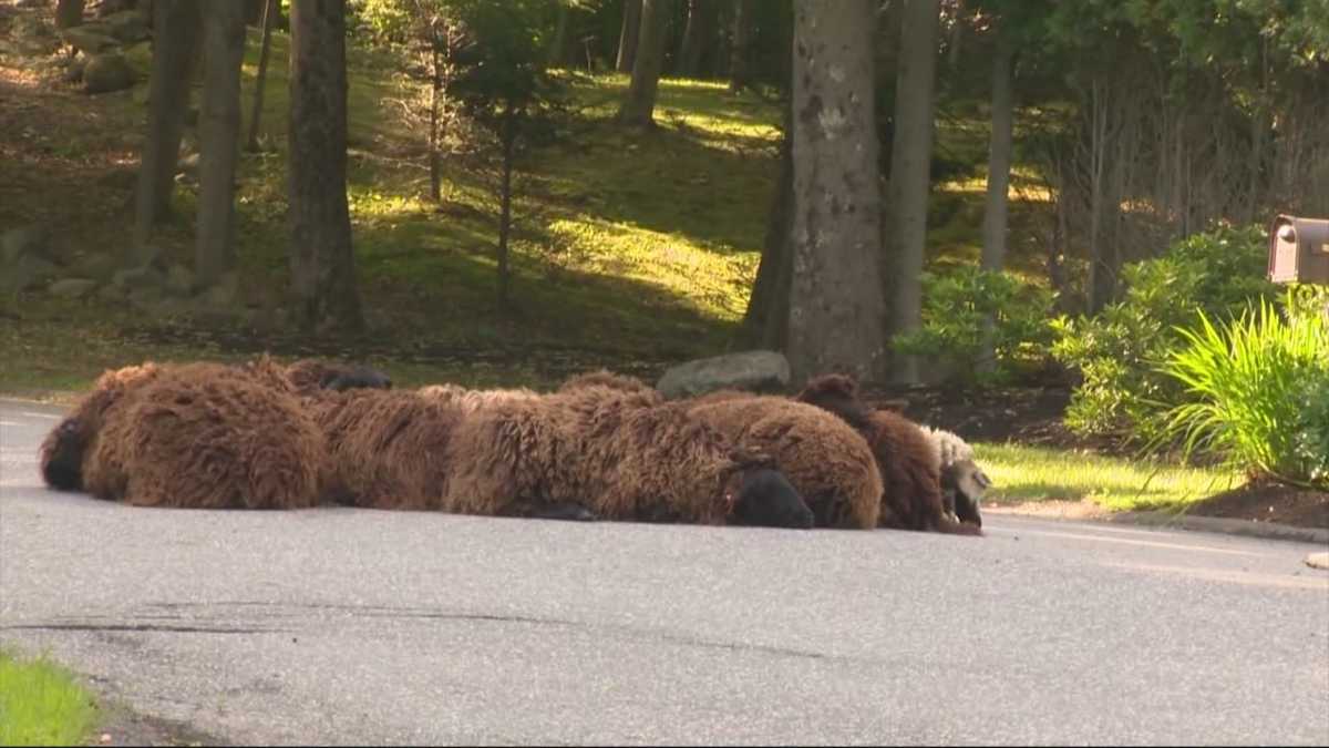 Lazy sheep cause traffic jam in Massachusetts