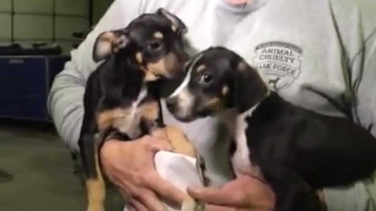 Dogs Rescued from Georgia Shelters During Hurricane