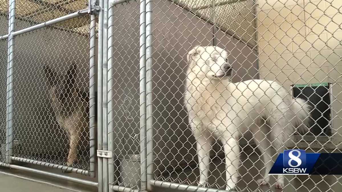 Animal shelters on the Central Coast face overcrowding issues