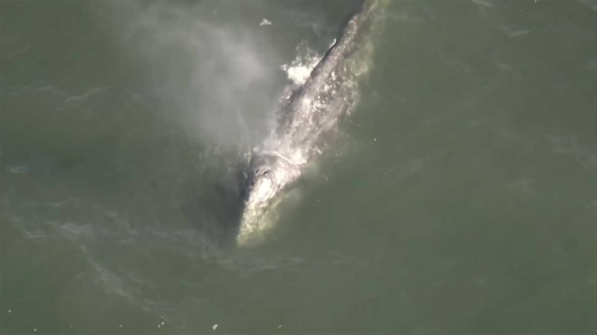 Watch: Whale swims in San Francisco Bay