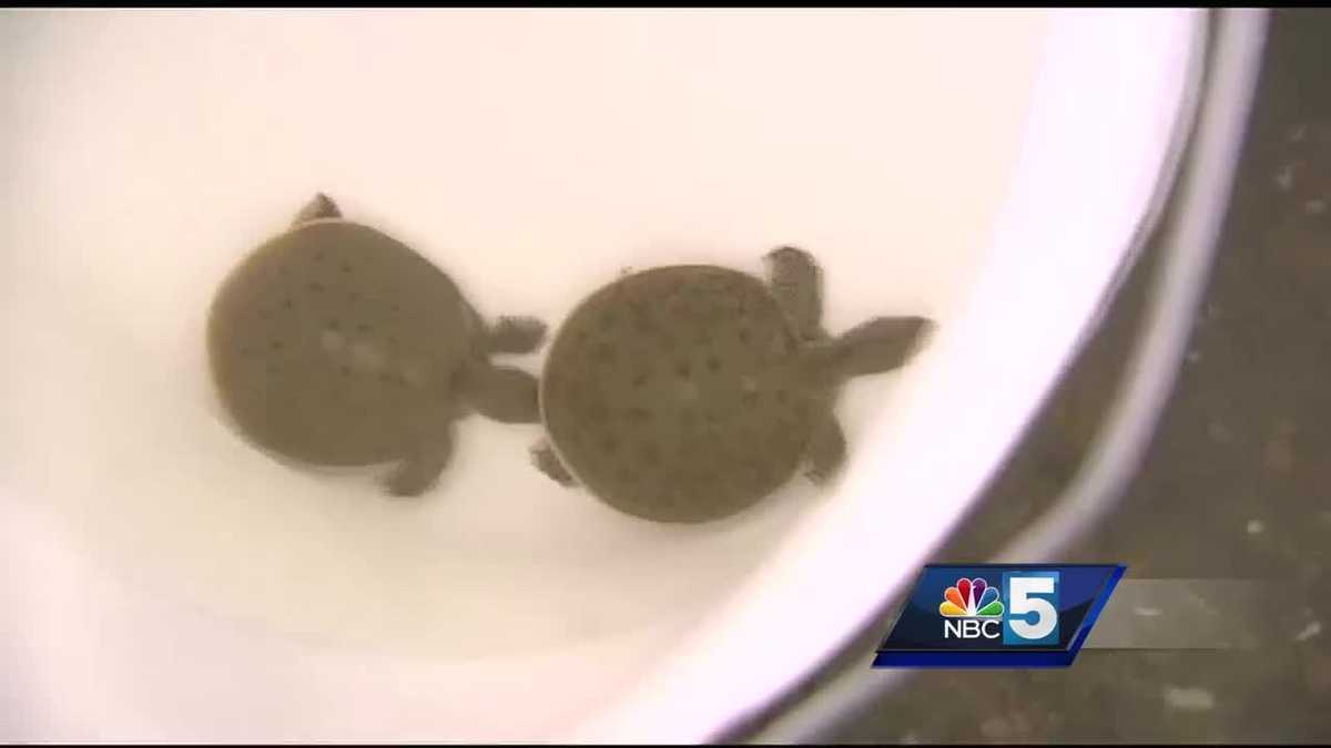 Baby spiny soft-shelled turtles released in North Hero