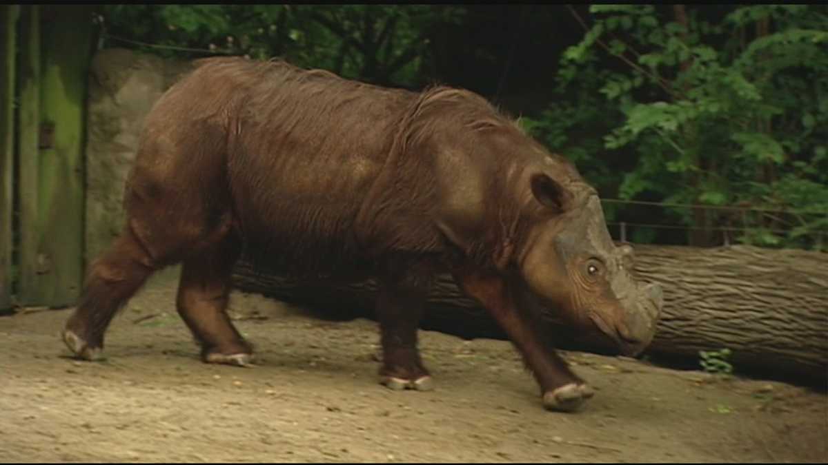 Cincinnati Zoo to try to breed sibling rhinos in effort to save species