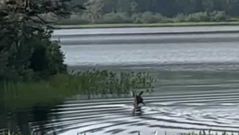 Moose swims, shakes off water in northern NH