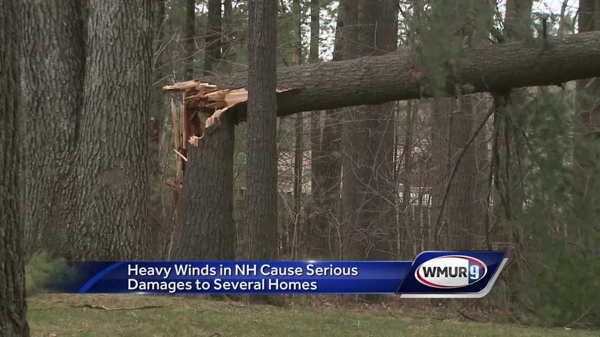 High winds bring trees crashing down