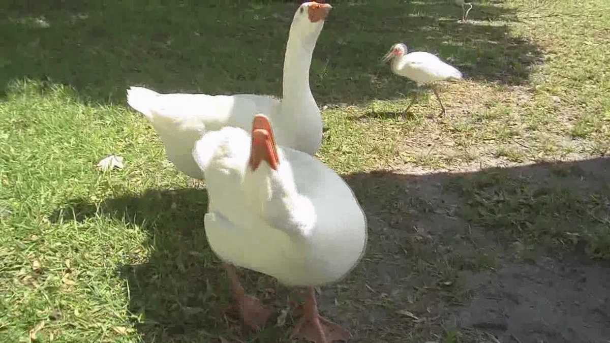 Aggressive geese attacking parkgoers