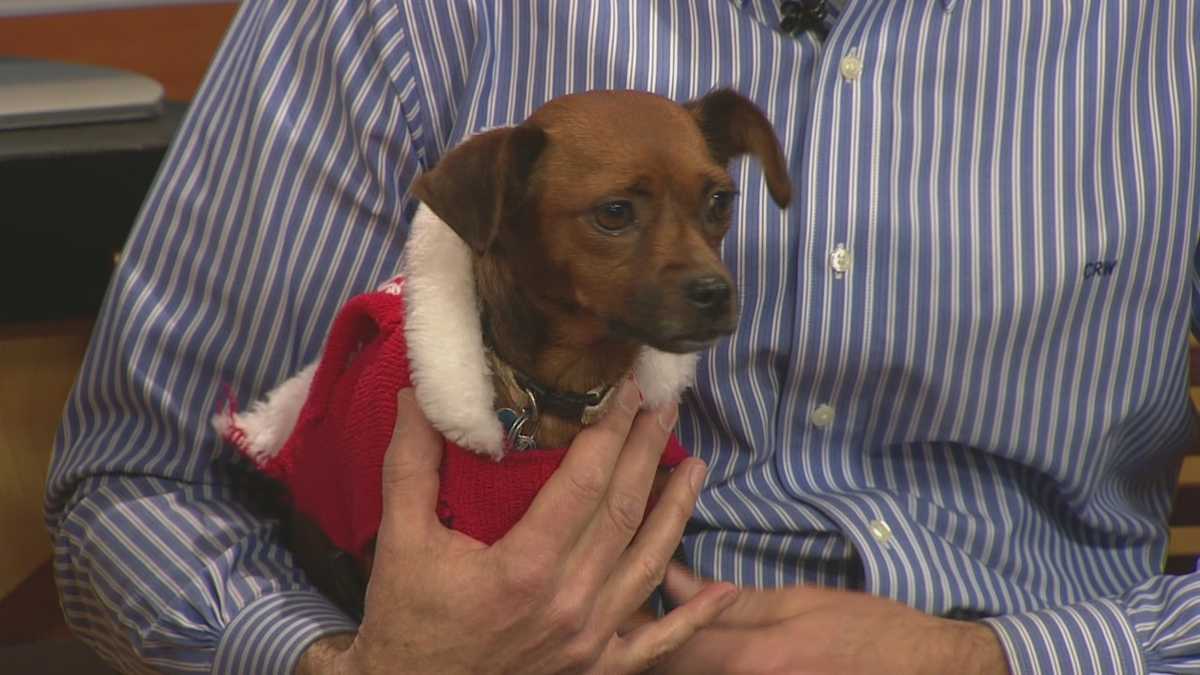 WXII 12 noon pet of the week: Delly and Donaven