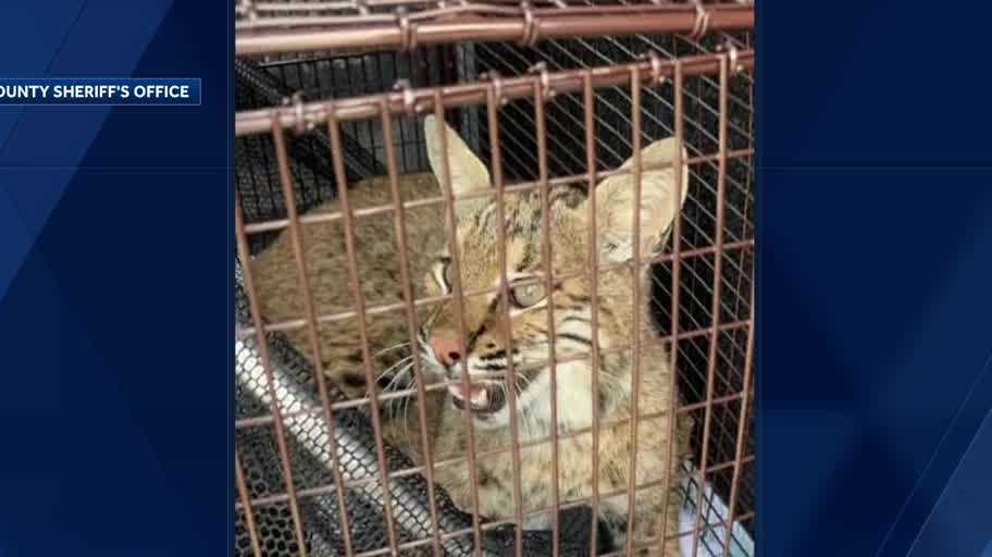 Deputies in Florida rescue injured bobcat