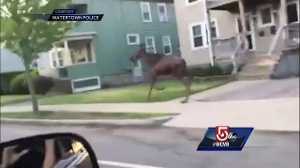 'It was huge,' resident says of suburban Boston moose