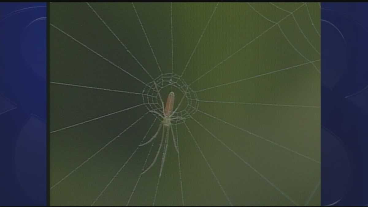 When do most spiders reach their full size?