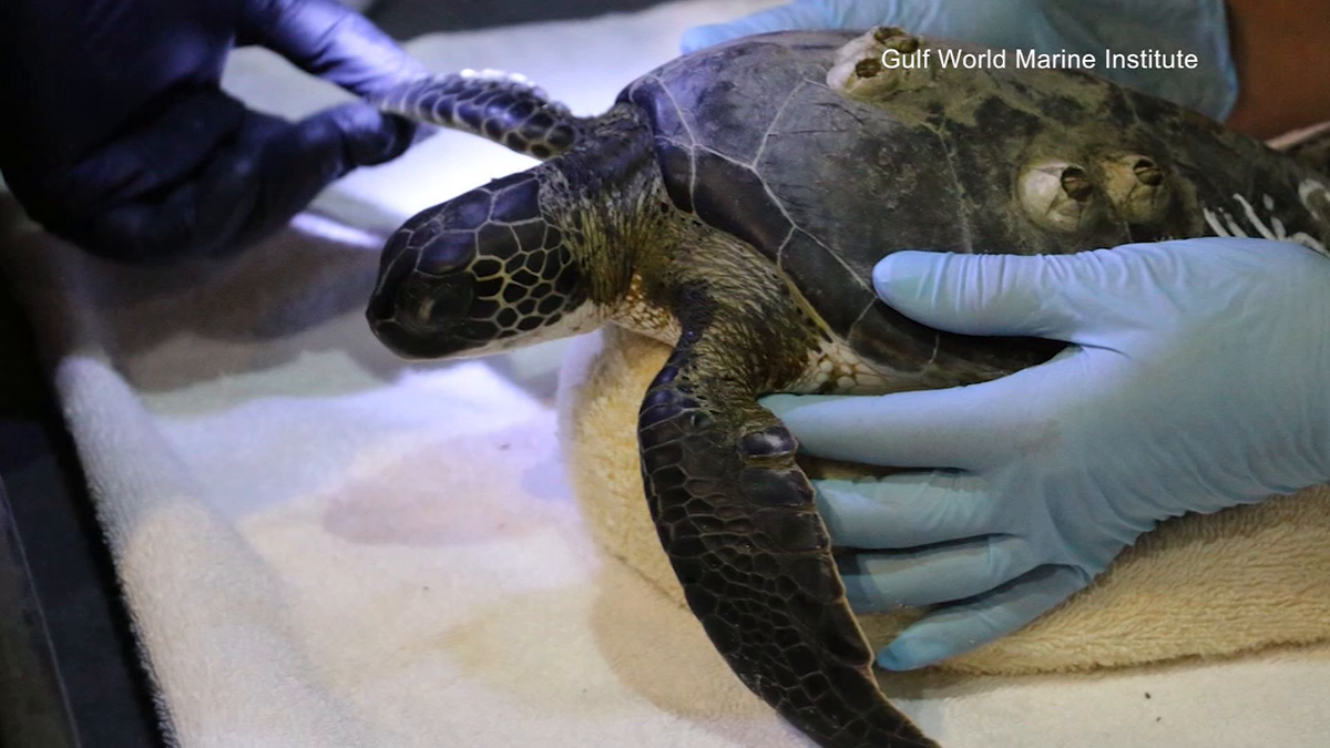 Marine institute rescues more than 80 sea turtles from the cold
