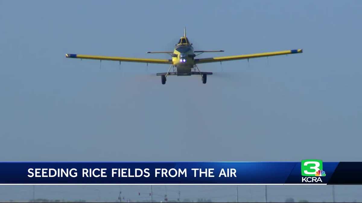 A look at how rice fields are seeded from the air