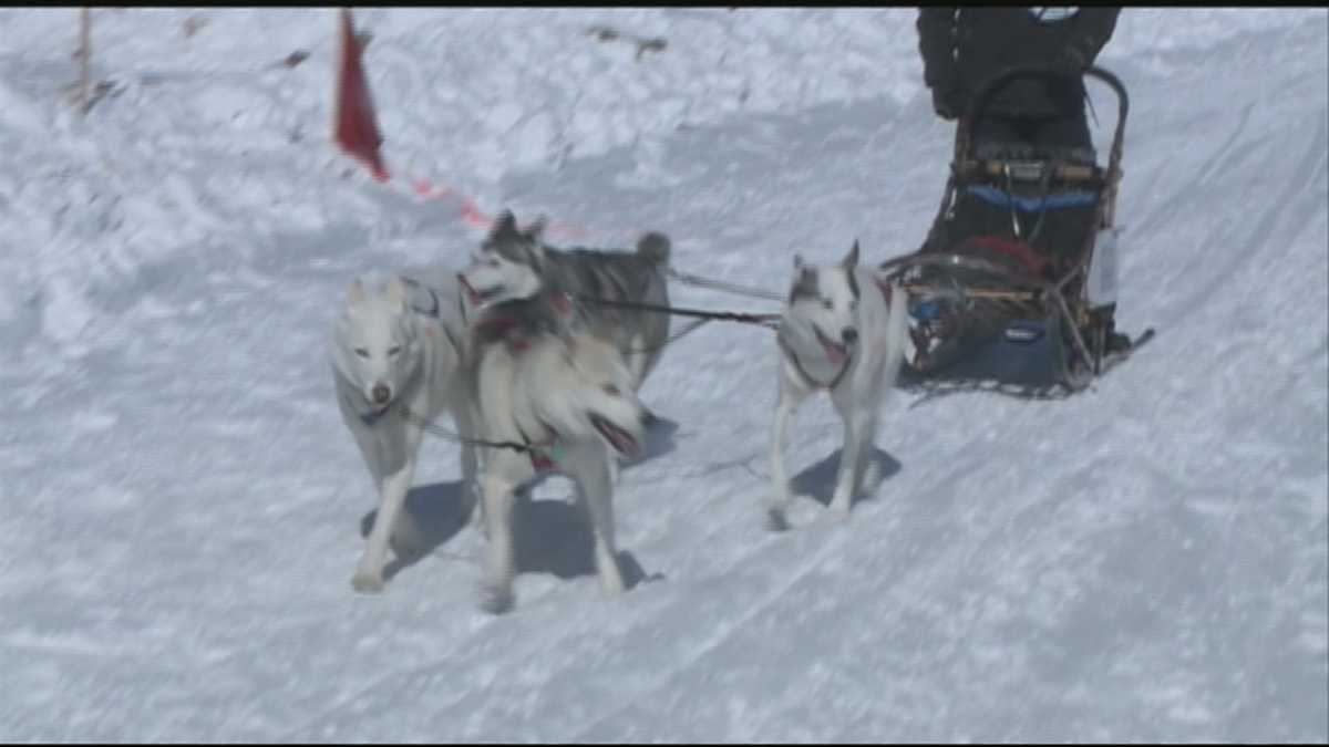 Dog sled derby underway