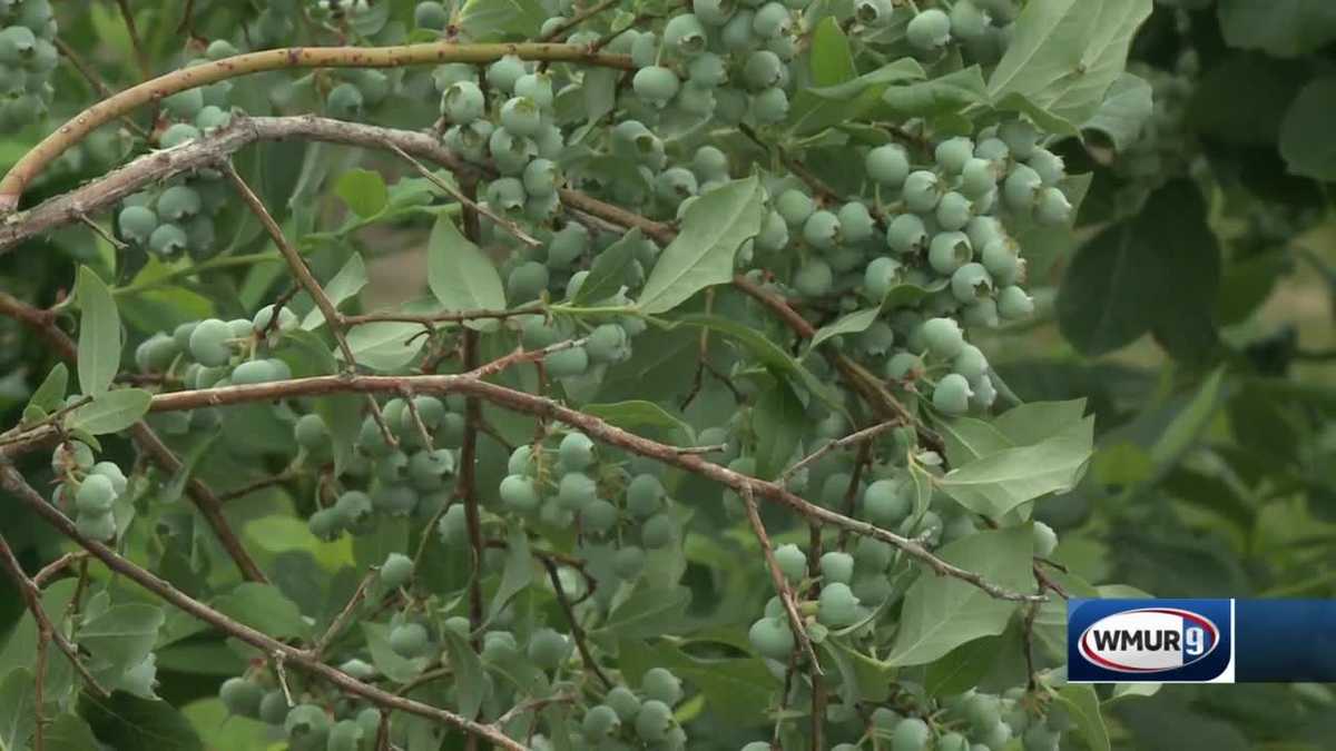 Grow it Green: Blueberries